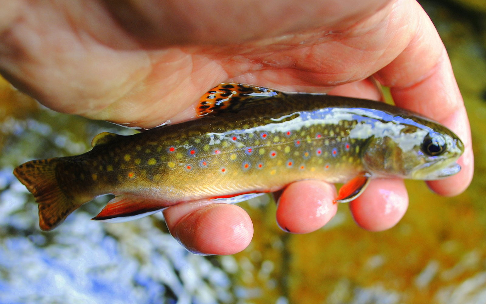 Native Brook Trout Gallery