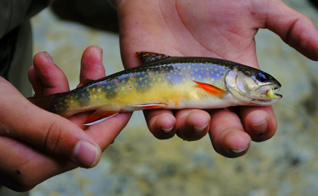 Southern Appalachian strain Brook Trout, Fly Fishing the Smokies