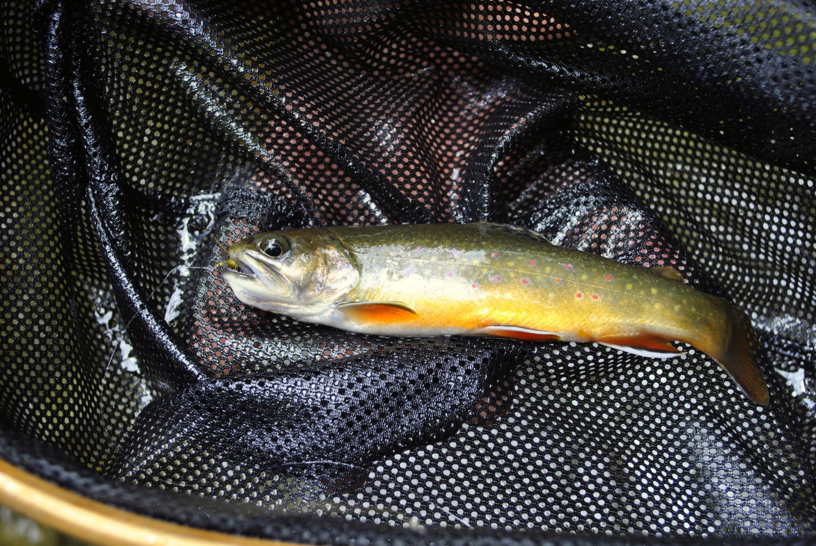 Native Brook Trout Gallery
