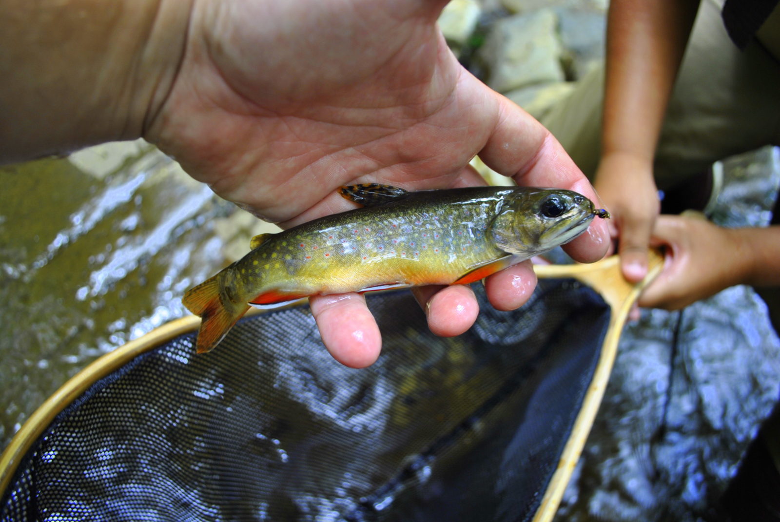 Native Brook Trout Gallery