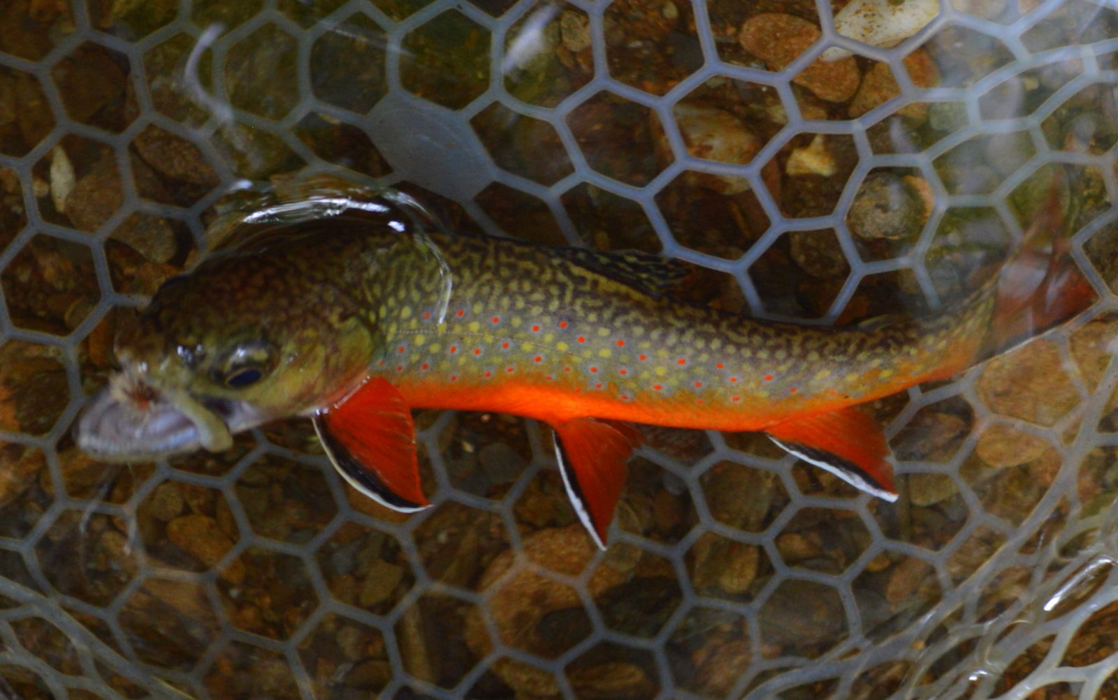 Native Brook Trout Gallery