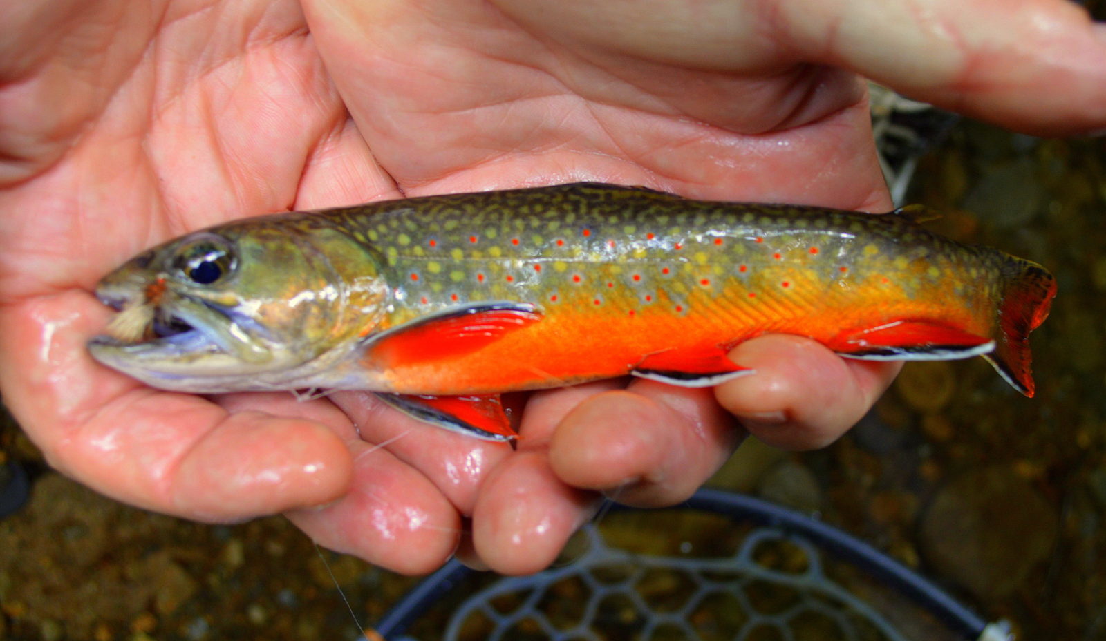 Native Brook Trout Gallery