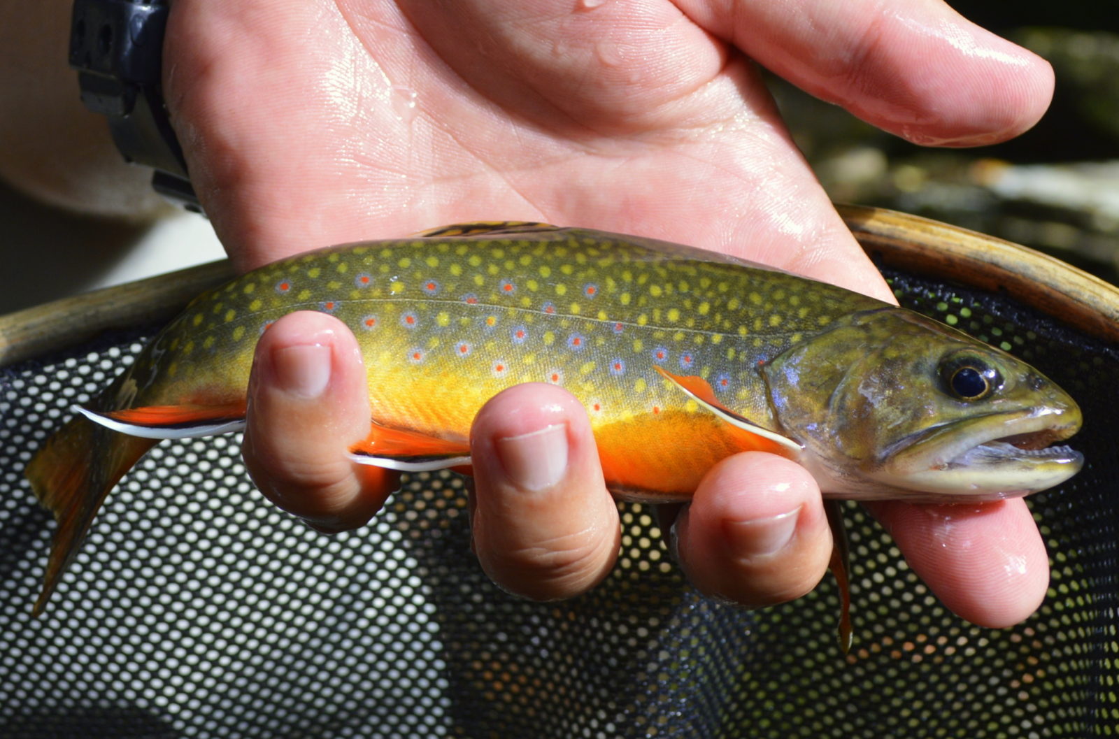 Native Brook Trout Gallery