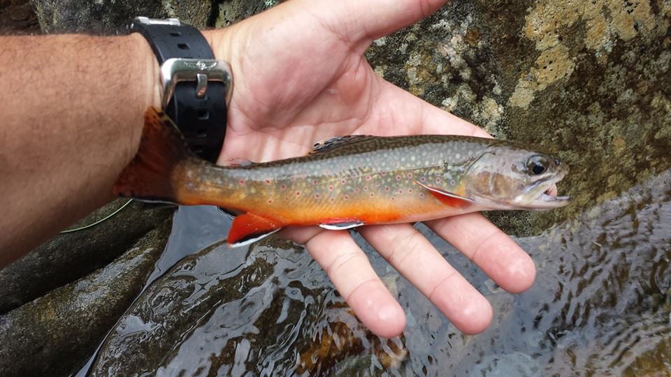 Native Brook Trout Gallery