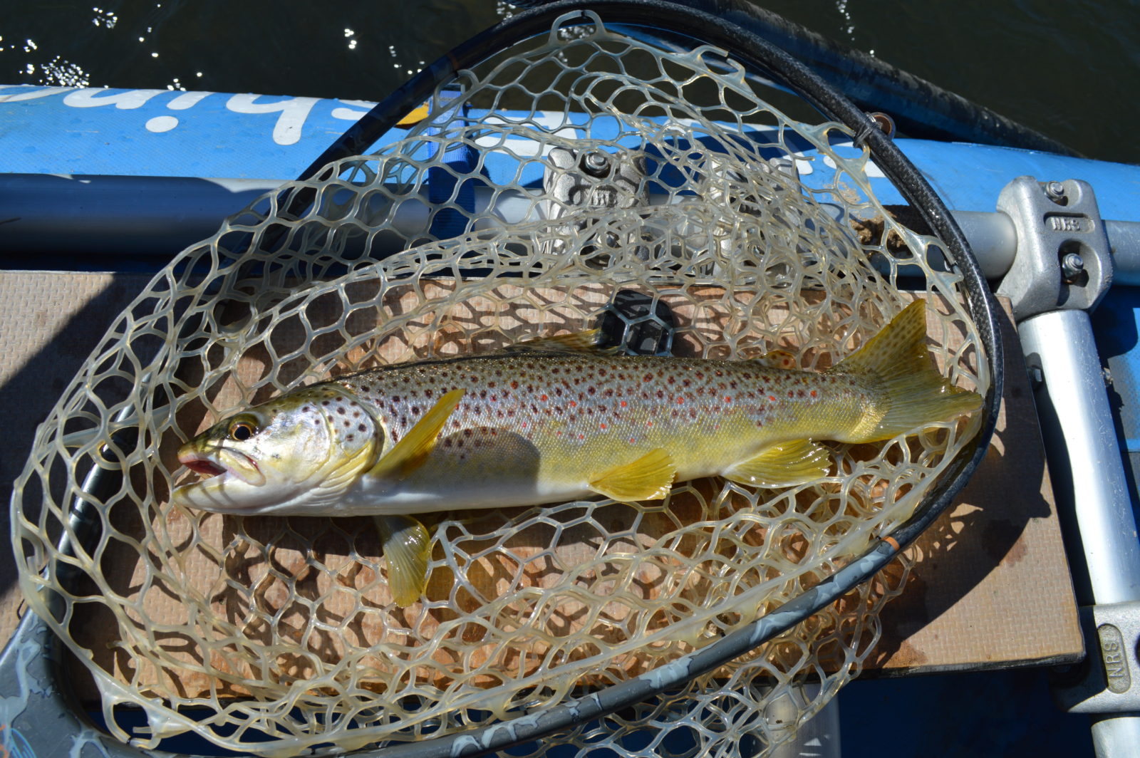 Brown trout Gallery, Smoky Mountain Fly Fishing Guides and Trips