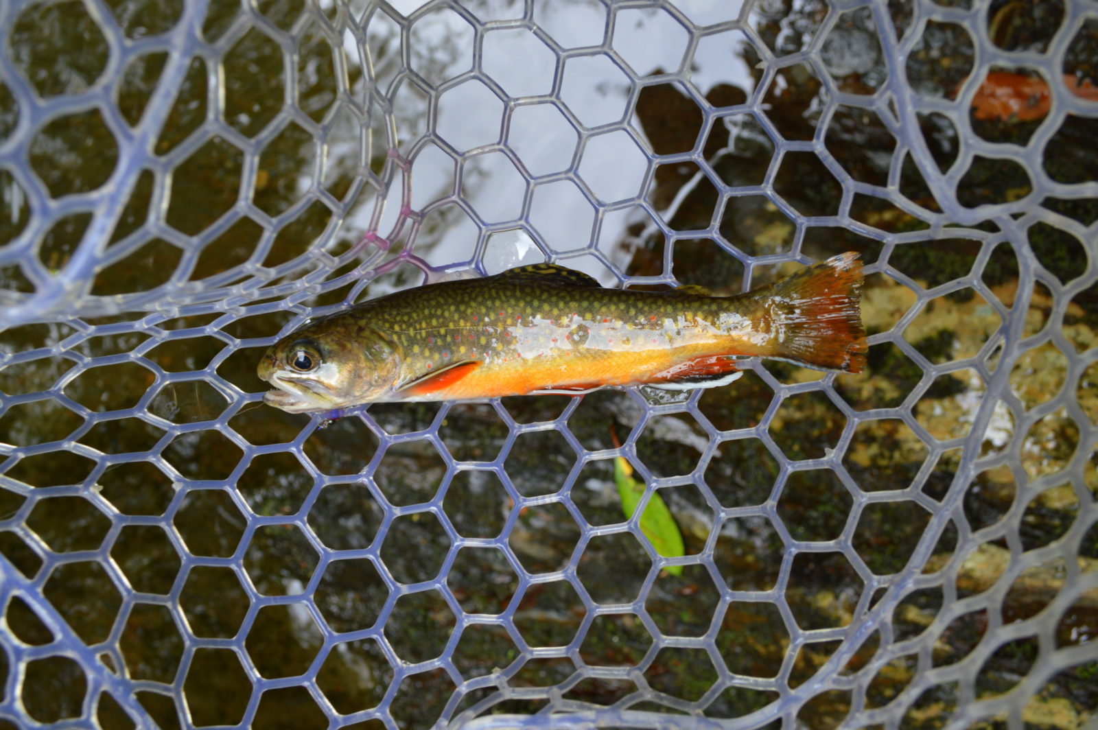 Native Brook Trout Gallery
