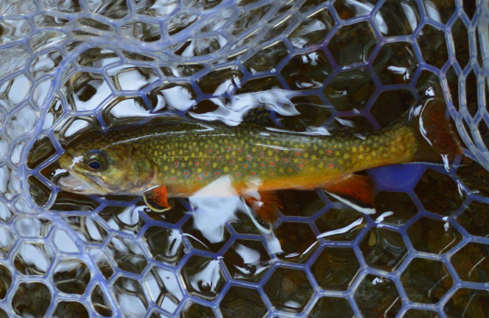 Native Brook Trout Gallery