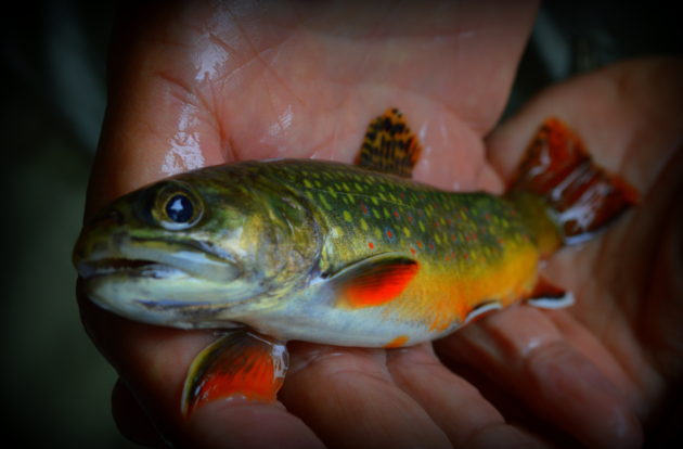Great Smoky Mountains Fishing Report 9/7/16