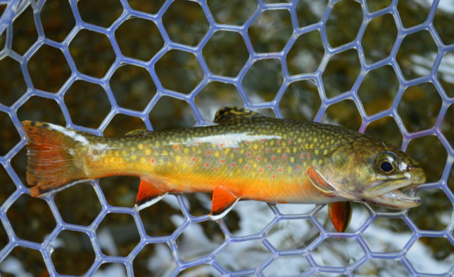 Native Brook Trout Gallery