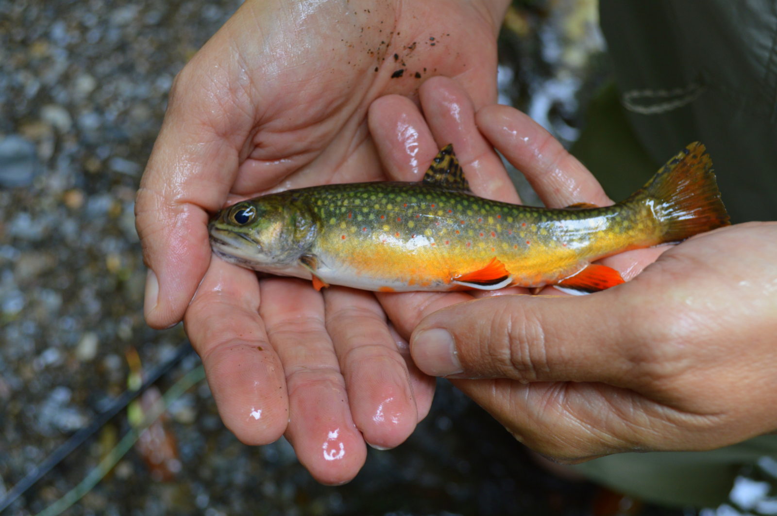 Native Brook Trout Gallery