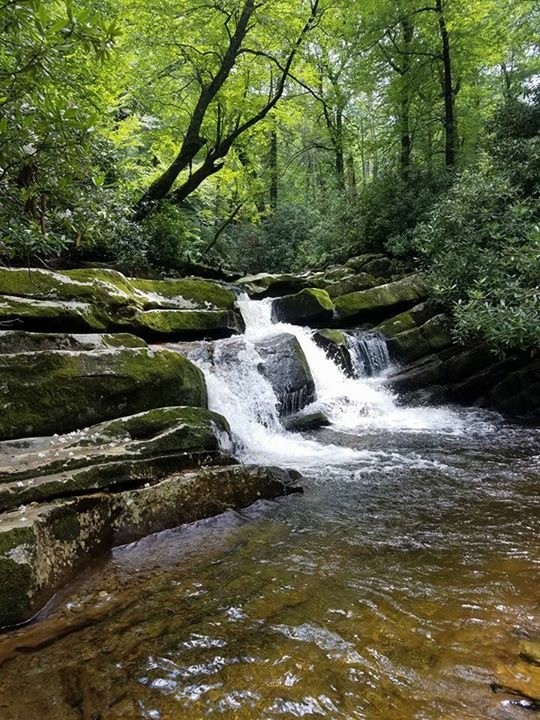 Native Brook Trout Gallery